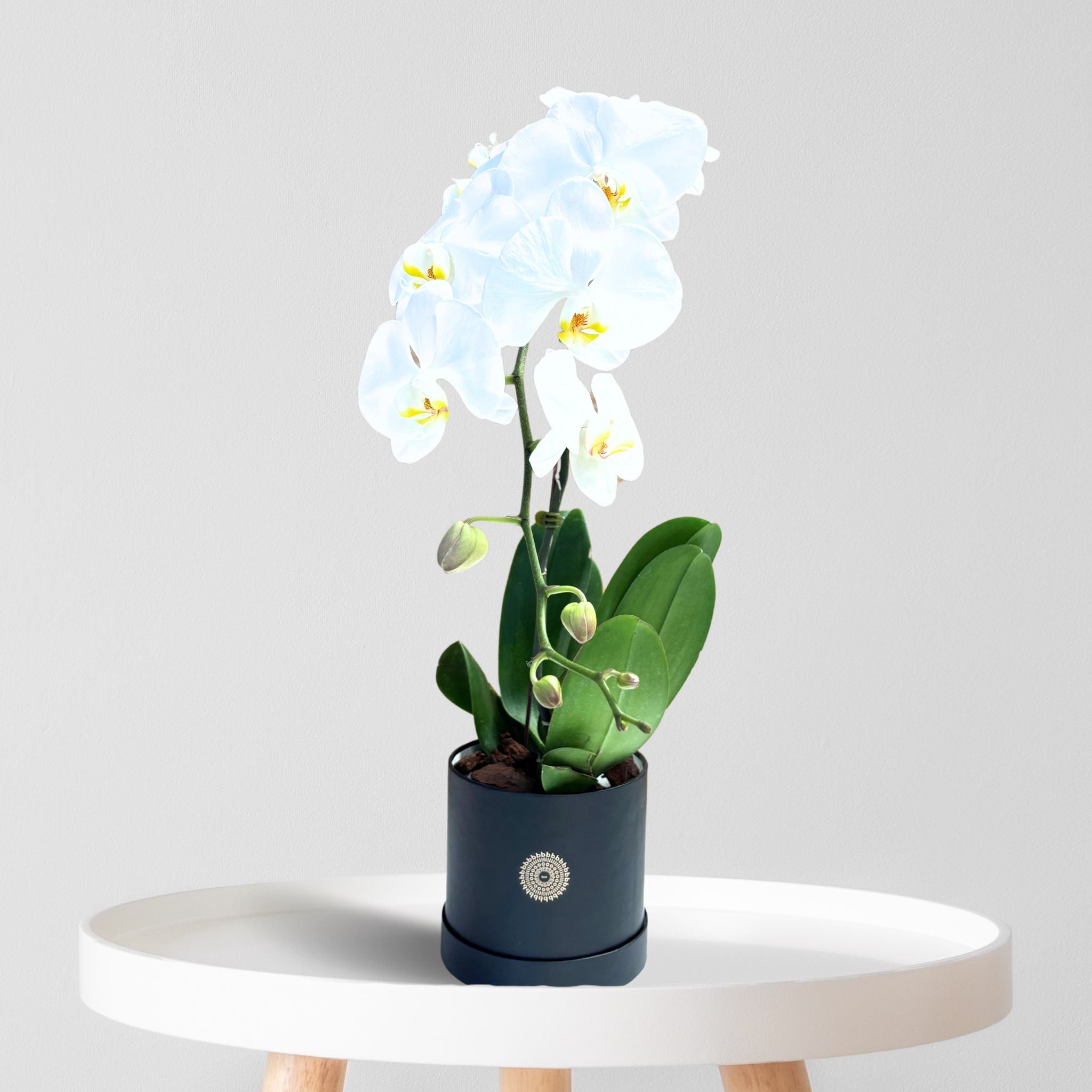 Orchid Cascade – Bloombox